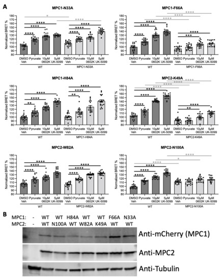 Identification of Novel Mitochondrial Pyruvate Carrier Inhibitors by ...