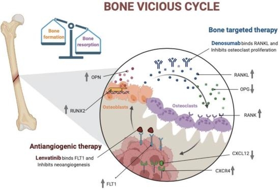 Biomedicines | Free Full-Text | A Rationale for the Activity of Bone ...