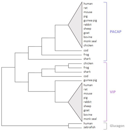 Signal Transduction by VIP and PACAP Receptors