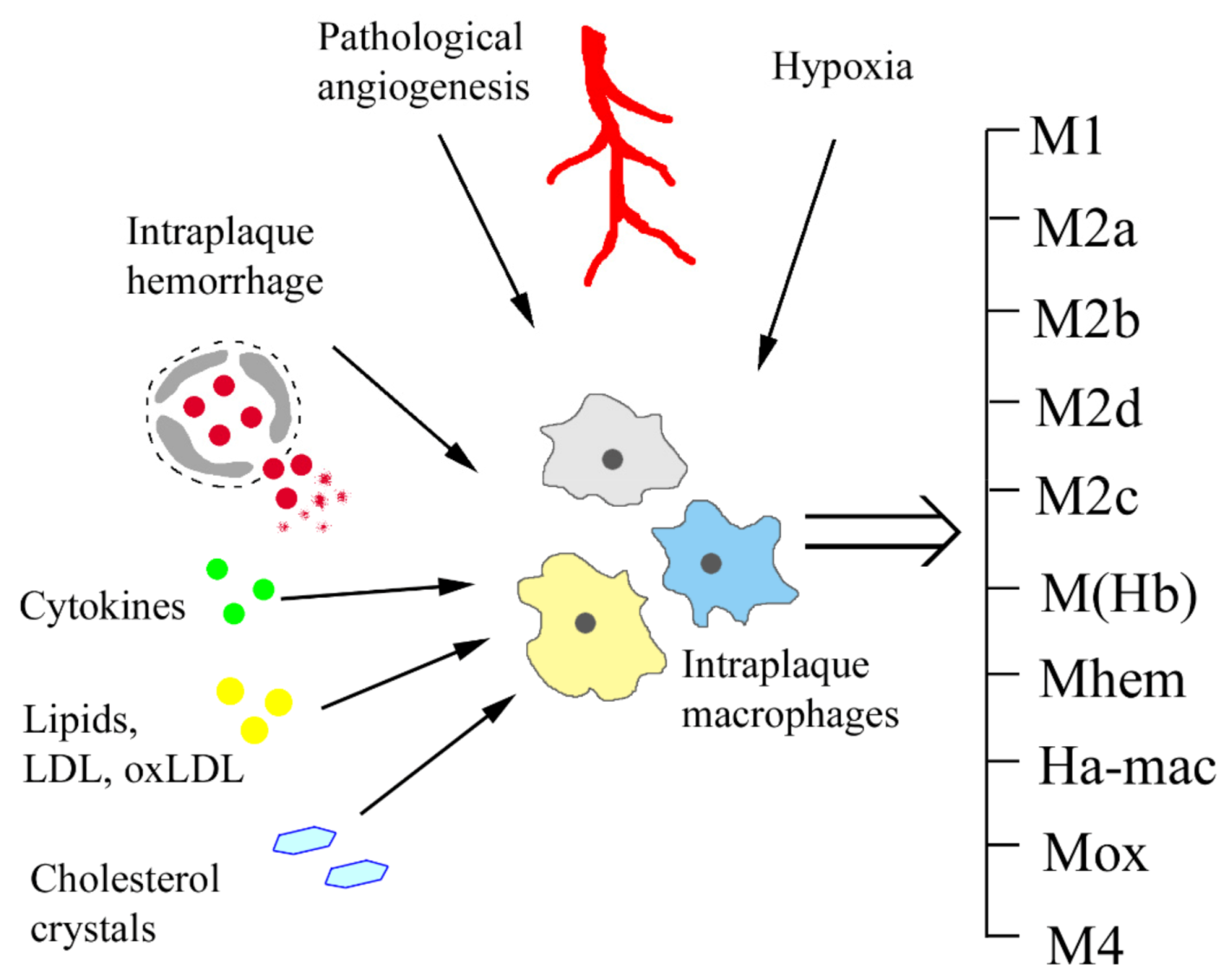 Biomedicines Free Full Text Functional Phenotypes Of Intraplaque