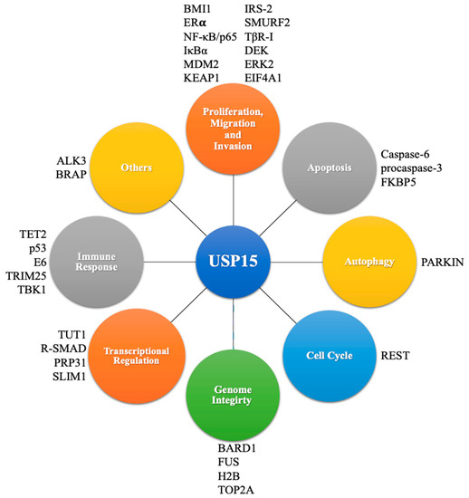 USP15 in Cancer and Other Diseases: From Diverse Functionsto ...
