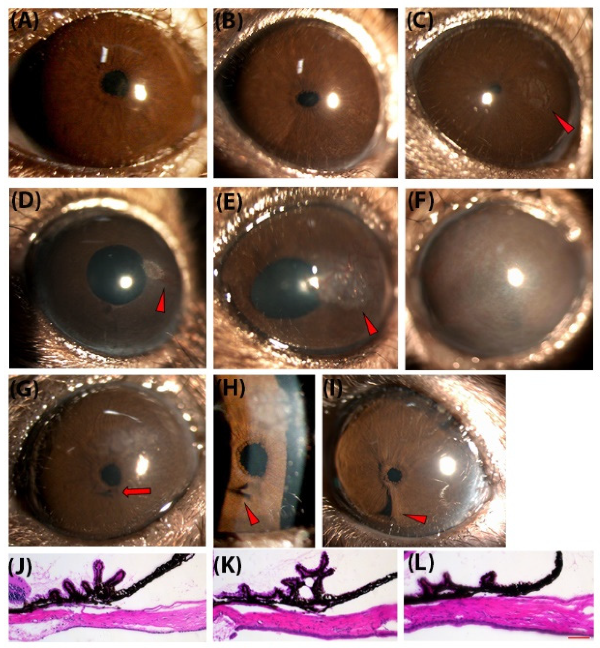 Early-Onset Glaucoma in egl1 Mice Homozygous for Pitx2 Mutation