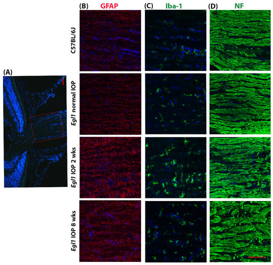 Early-Onset Glaucoma in egl1 Mice Homozygous for Pitx2 Mutation