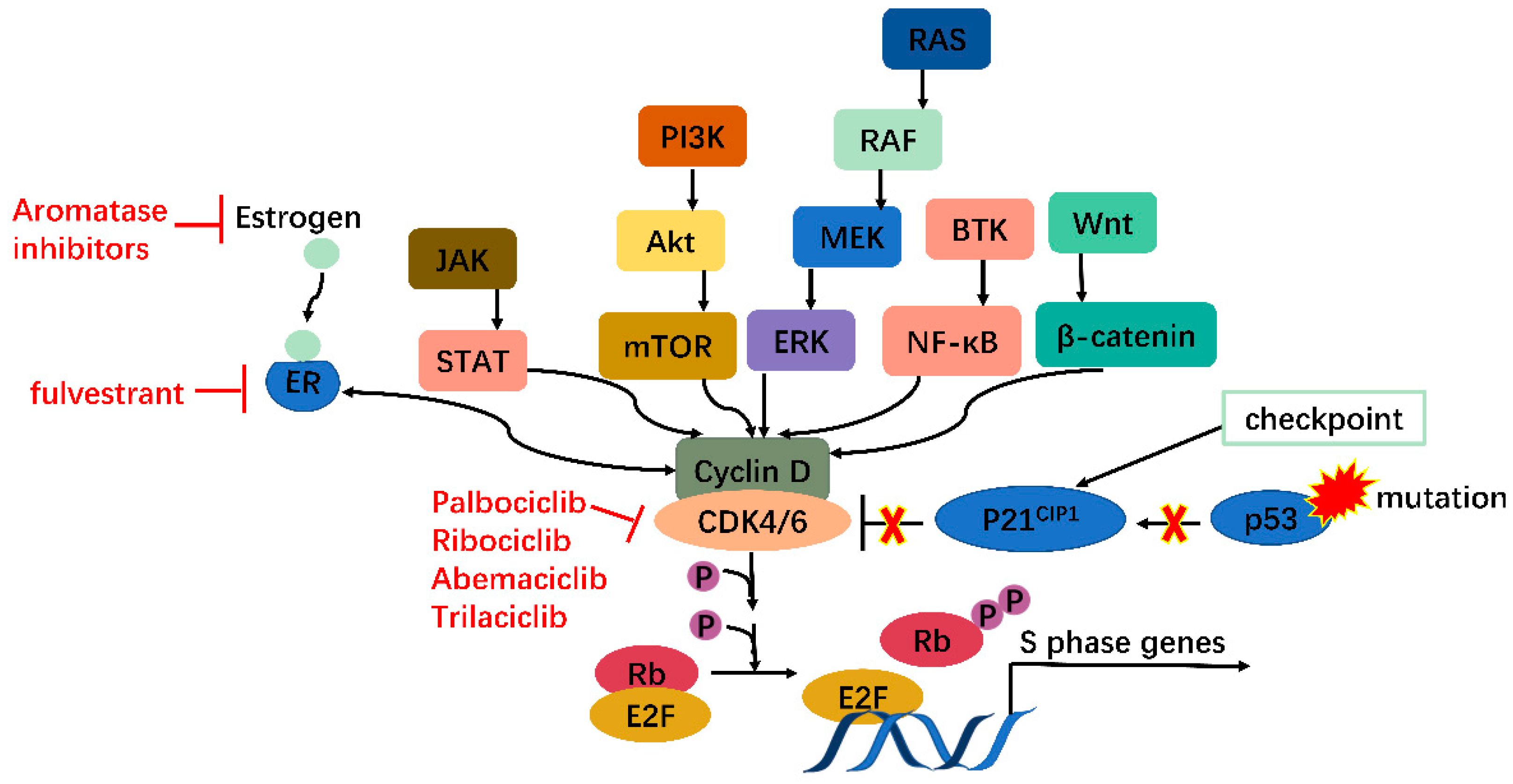 Targeting CDK4/6 for Anticancer Therapy