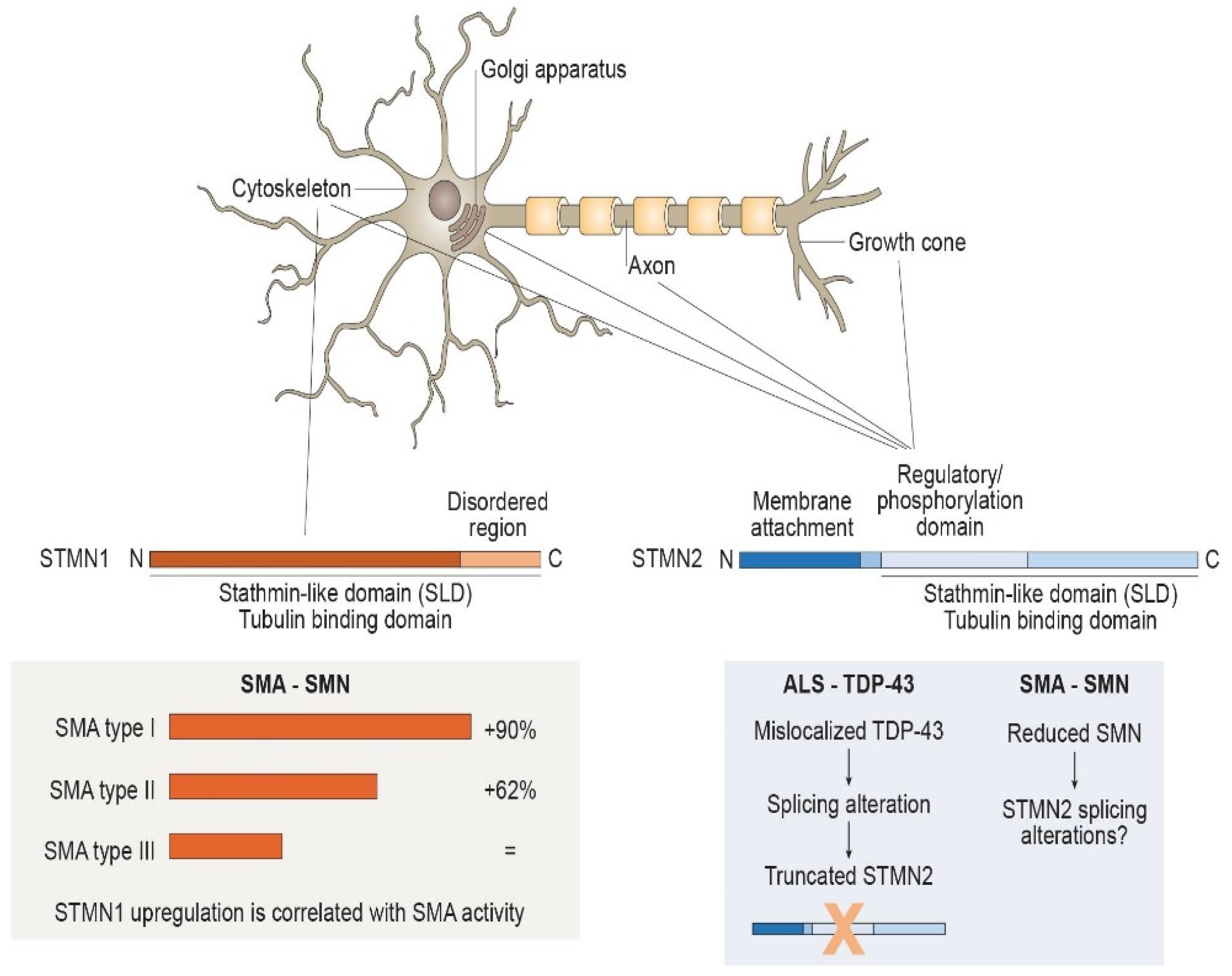 Stathmins and Motor Neuron Diseases: Pathophysiology and Therapeutic Targets