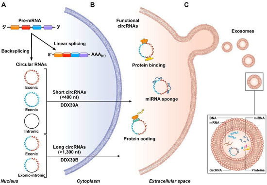 Circular RNAs as Potential Biomarkers in Breast Cancer