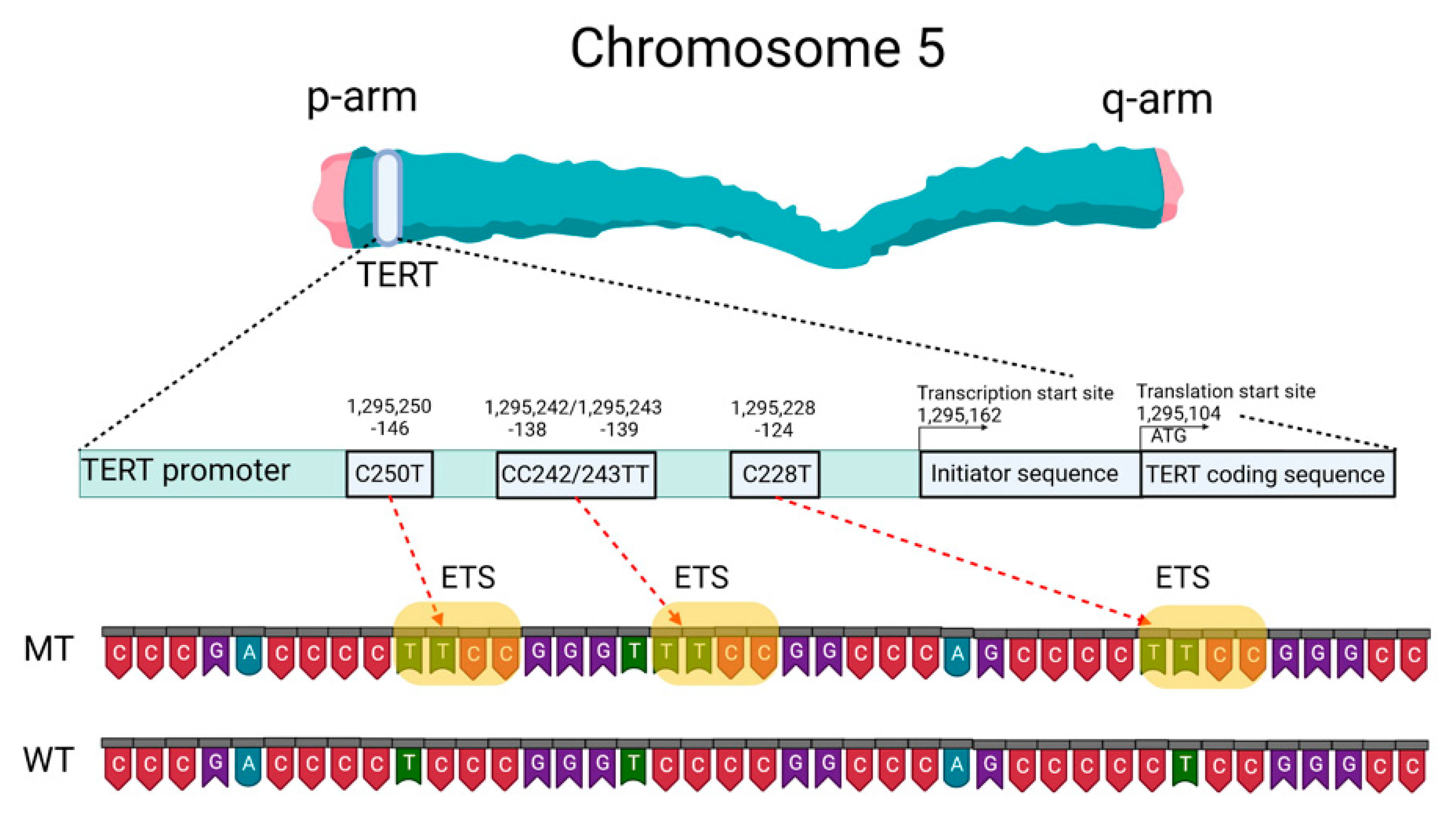 Biomedicines Free Full Text Detection Of Tert Promoter Mutations As