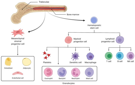 In Vitro Models of Bone Marrow Remodelling and Immune Dysfunction in ...