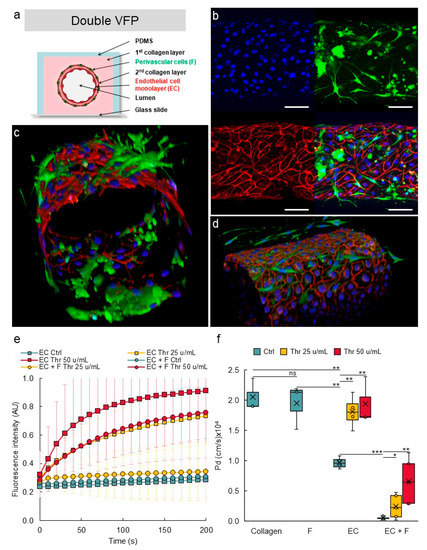 Multi-Layered Human Blood Vessels-on-Chip Design Using Double Viscous ...