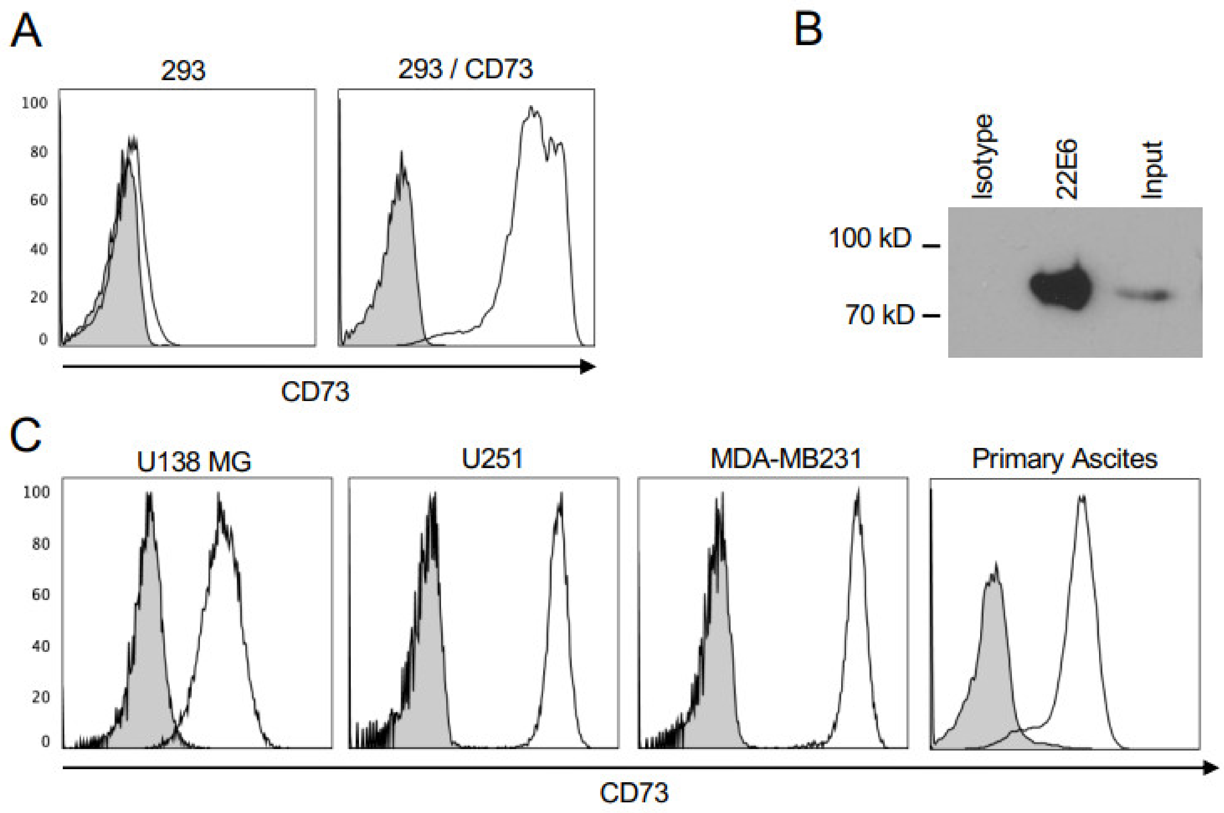 A Novel Anti-CD73 Antibody That Selectively Inhibits Membrane CD73 ...