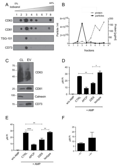 A Novel Anti-CD73 Antibody That Selectively Inhibits Membrane CD73 ...