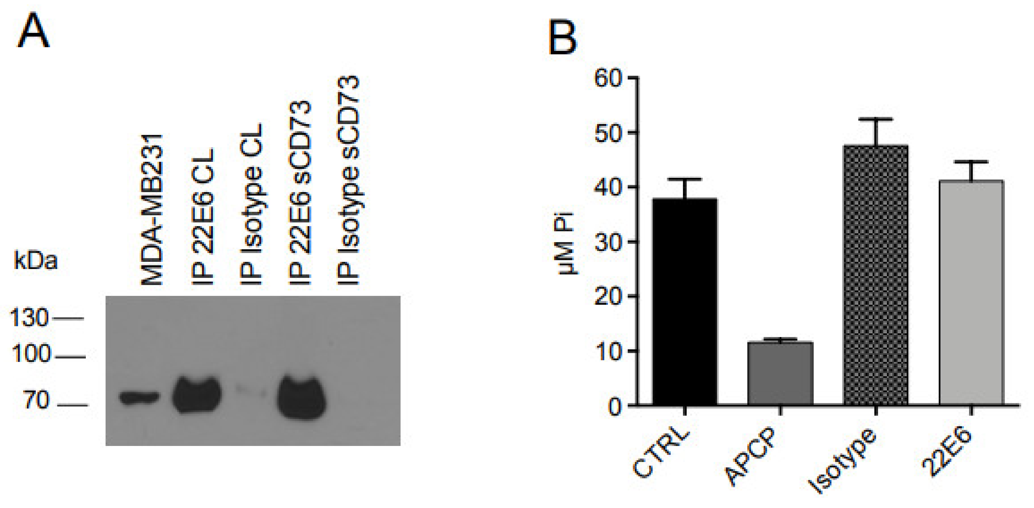 A Novel Anti-CD73 Antibody That Selectively Inhibits Membrane CD73 ...