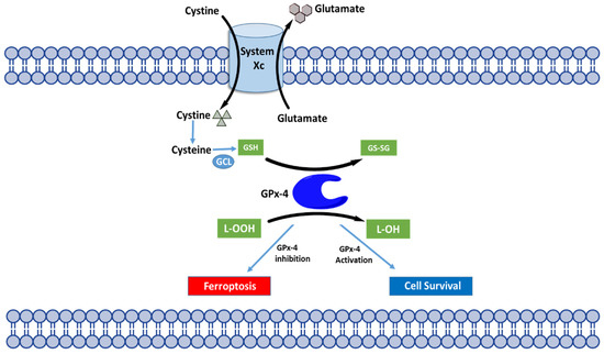 The Selenoprotein Glutathione Peroxidase 4: From Molecular Mechanisms ...