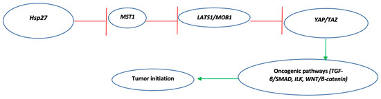 The Role of Hsp27 in Chemotherapy Resistance