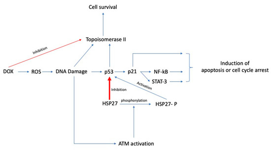 The Role of Hsp27 in Chemotherapy Resistance