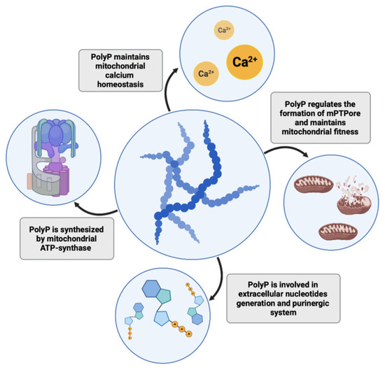 Inorganic Polyphosphate—Regulator of Cellular Metabolism in Homeostasis ...