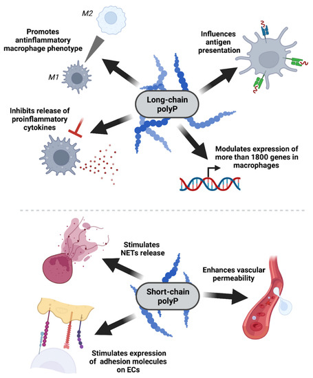 Inorganic Polyphosphate—Regulator of Cellular Metabolism in Homeostasis ...