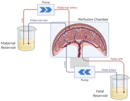 Placental Models for Evaluation of Nanocarriers as Drug Delivery ...