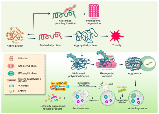Autophagy Modulation in Aggresome Formation: Emerging Implications and ...