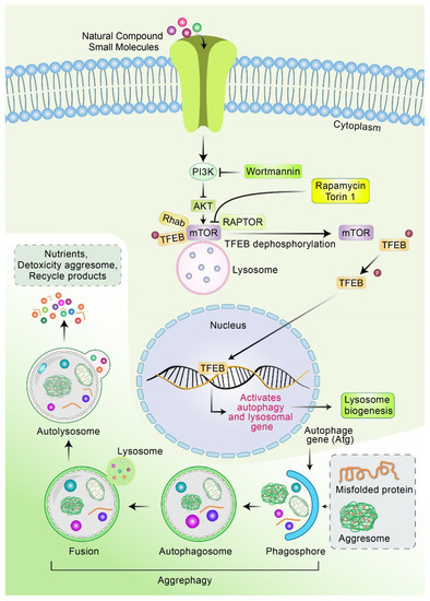 Autophagy Modulation in Aggresome Formation: Emerging Implications and ...