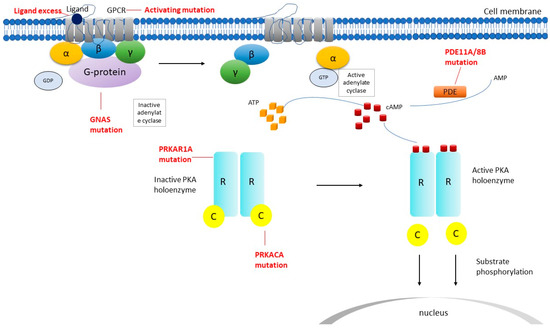 Genetic Alterations in Benign Adrenal Tumors