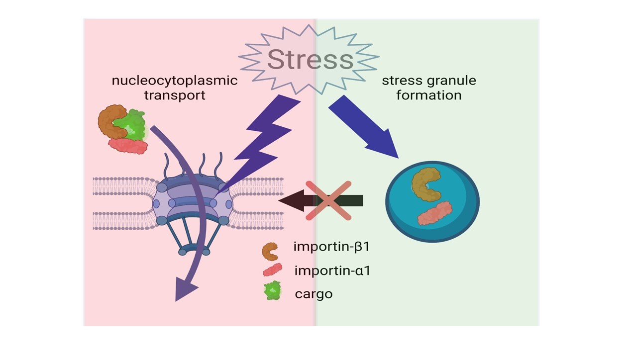 Biomedicines | Free Full-Text | Cellular Stress Induces ...