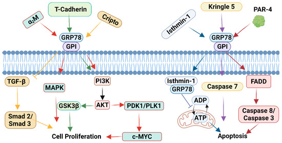 Scratching the Surface—An Overview of the Roles of Cell Surface GRP78 ...
