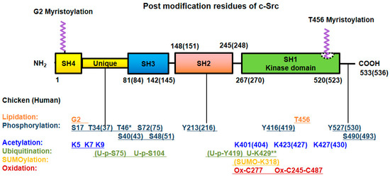 Cross-Talk between Wnt Signaling and Src Tyrosine Kinase