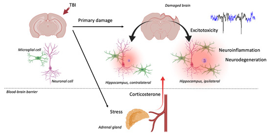 Brain Trauma, Glucocorticoids and Neuroinflammation: Dangerous Liaisons ...