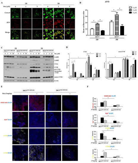 SERTAD1 Sensitizes Breast Cancer Cells to Doxorubicin and Promotes ...