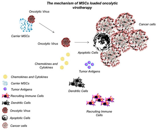 Breast Cancer Therapy: The Potential Role of Mesenchymal Stem Cells in ...