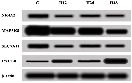 Expression Profile of mRNAs and miRNAs Related to the Oxidative-Stress ...