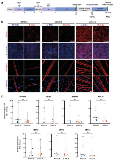 Generation of hiPSC-Derived Skeletal Muscle Cells: Exploiting the ...