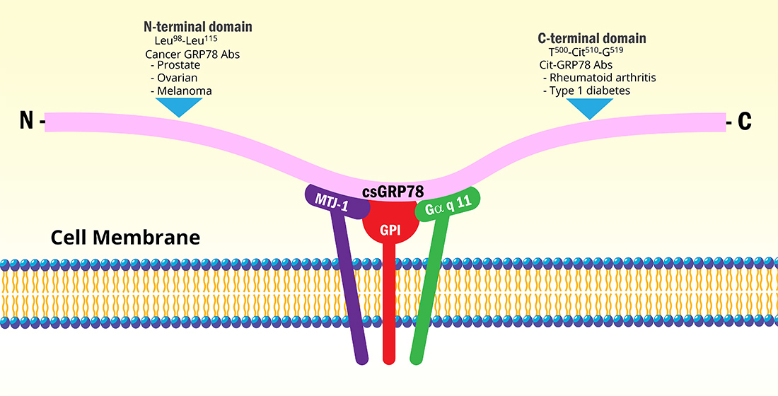 Biomedicines | Free Full-Text | Physiological Roles of the ...