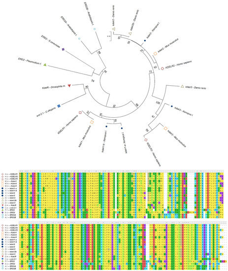 KDEL Receptors: Pathophysiological Functions, Therapeutic Options, and ...