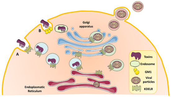 KDEL Receptors: Pathophysiological Functions, Therapeutic Options, and ...