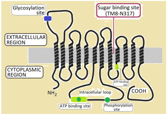 One Molecule for Mental Nourishment and More: Glucose Transporter Type ...