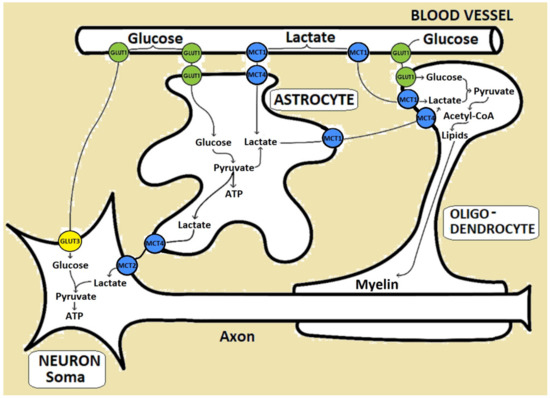 One Molecule for Mental Nourishment and More: Glucose Transporter Type ...