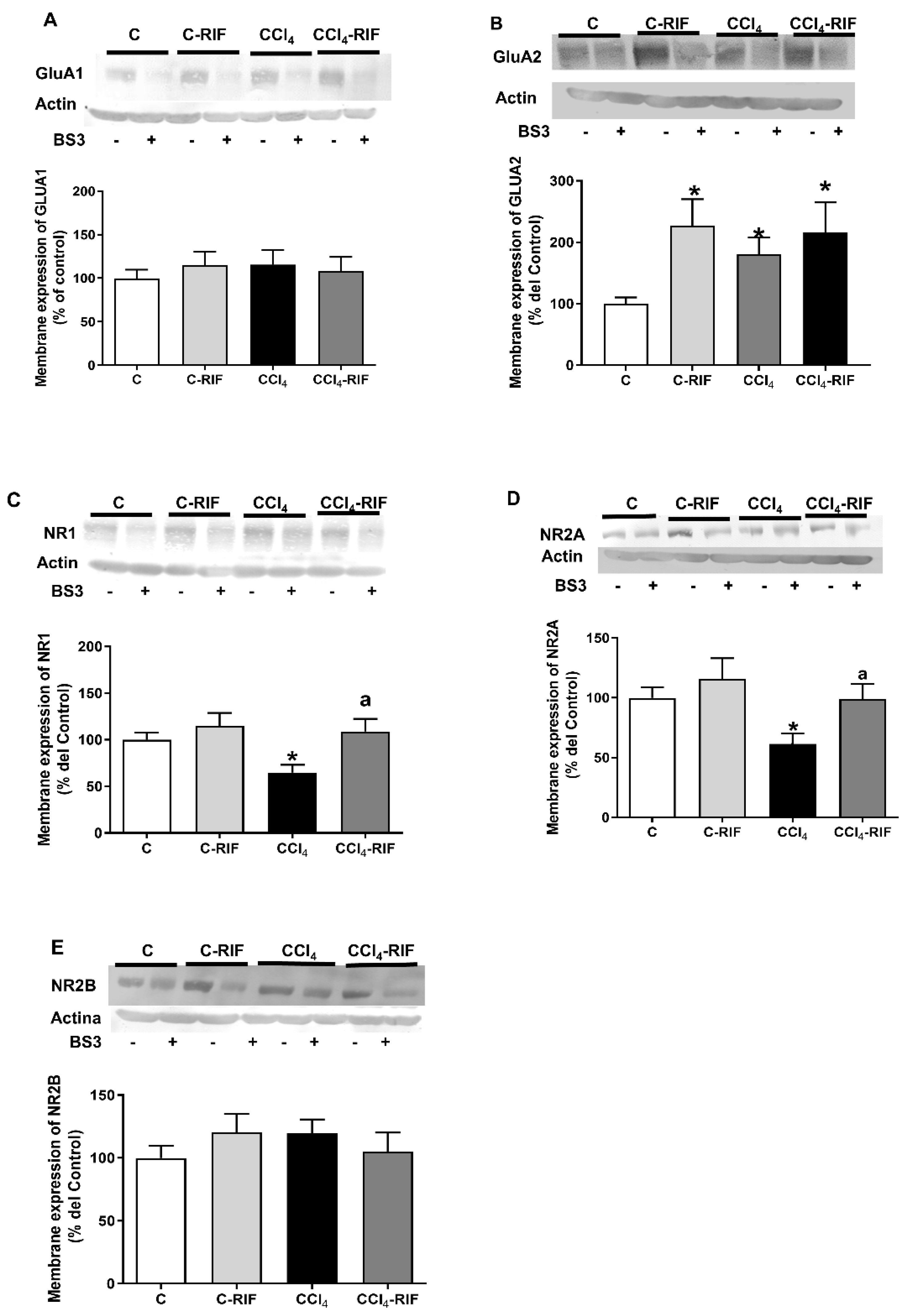 Rifaximin Improves Spatial Learning and Memory Impairment in Rats with ...