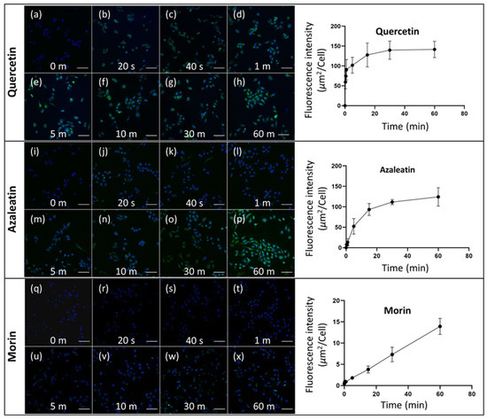 Influence of Molecular Structures on Fluorescence of Flavonoids and ...