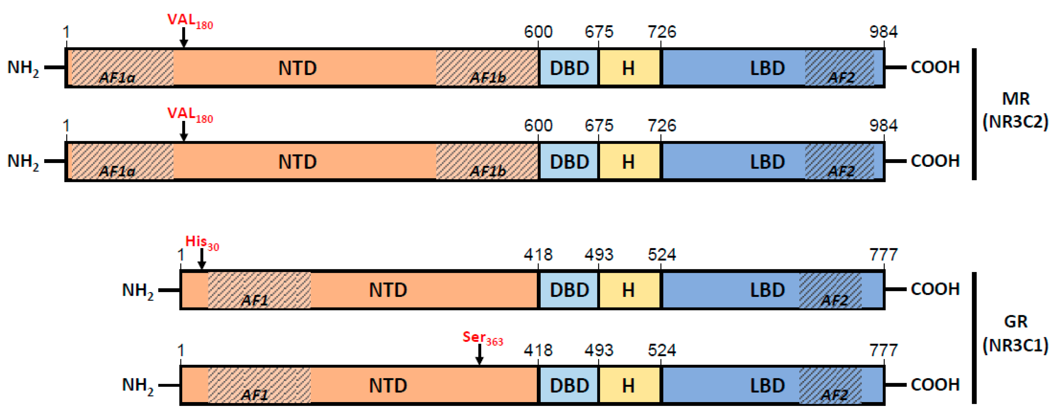 Genetic Profiling of Glucocorticoid (NR3C1) and Mineralocorticoid ... Genetic Profiling of Glucocorticoid (NR3C1) and Mineralocorticoid ...