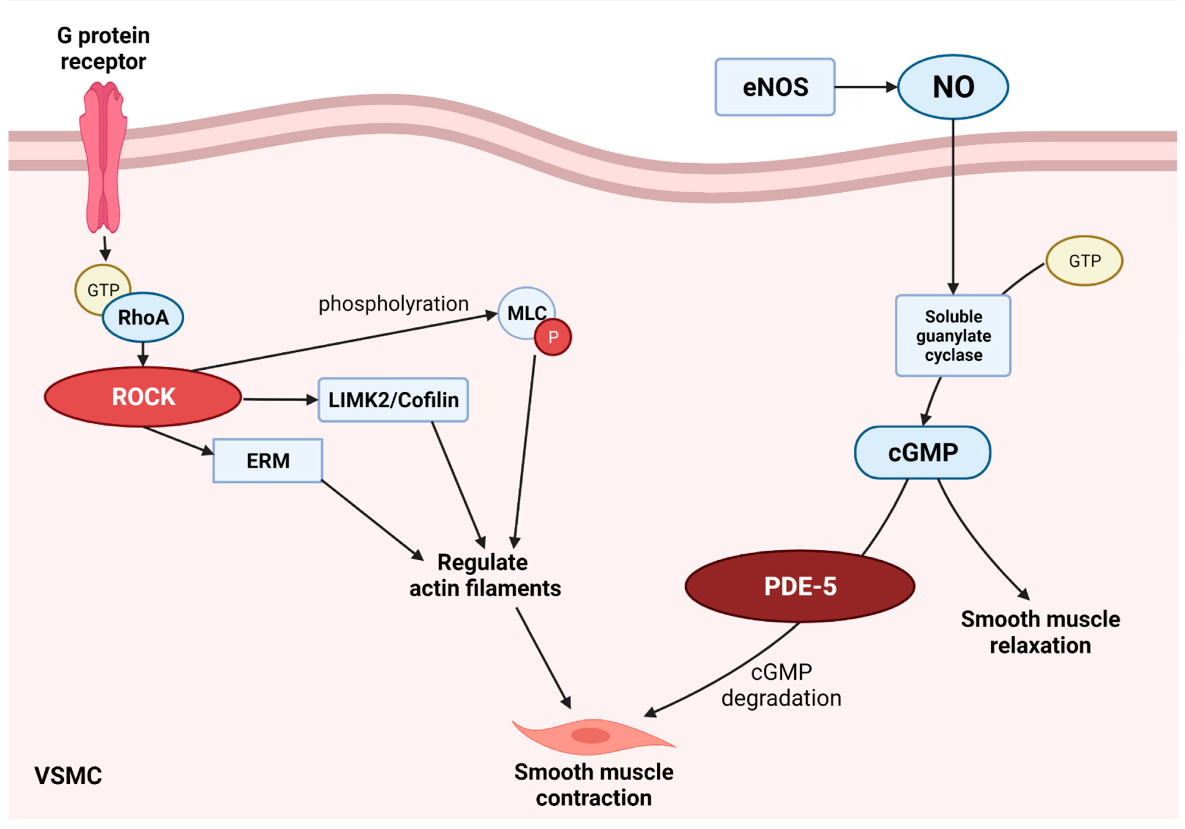 ROCK and PDE-5 Inhibitors for the Treatment of Dementia: Literature ...