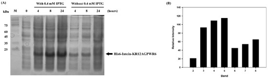 High Level Expression and Purification of Cecropin-like Antimicrobial Peptides in Escherichia coli