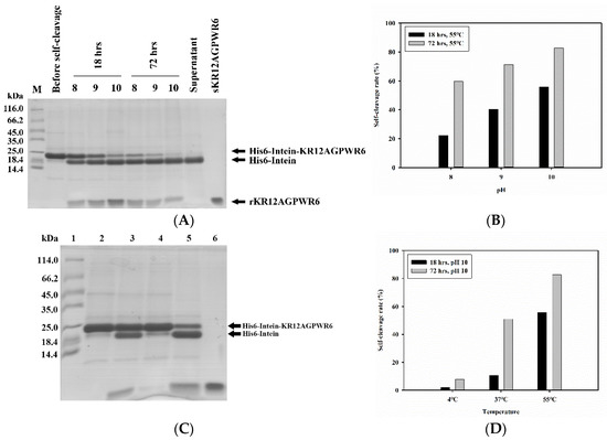 High Level Expression and Purification of Cecropin-like Antimicrobial Peptides in Escherichia coli