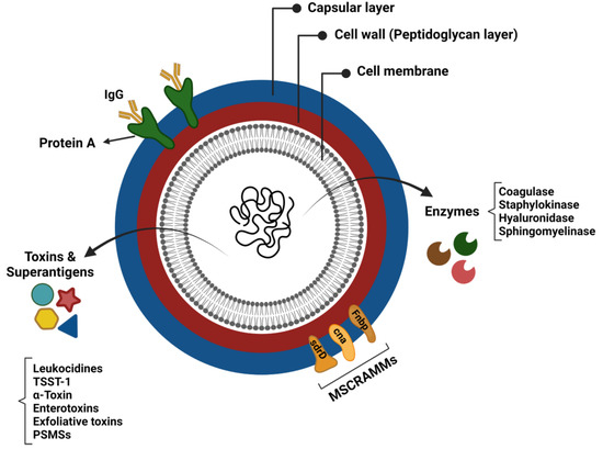 Chronic Rhinosinusitis, S. aureus Biofilm and Secreted Products, Inflammatory Responses, and ...