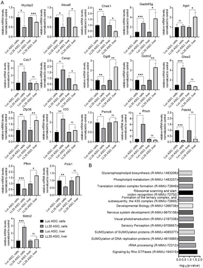 Murine Falcor/LL35 lncRNA Contributes to Glucose and Lipid Metabolism ...