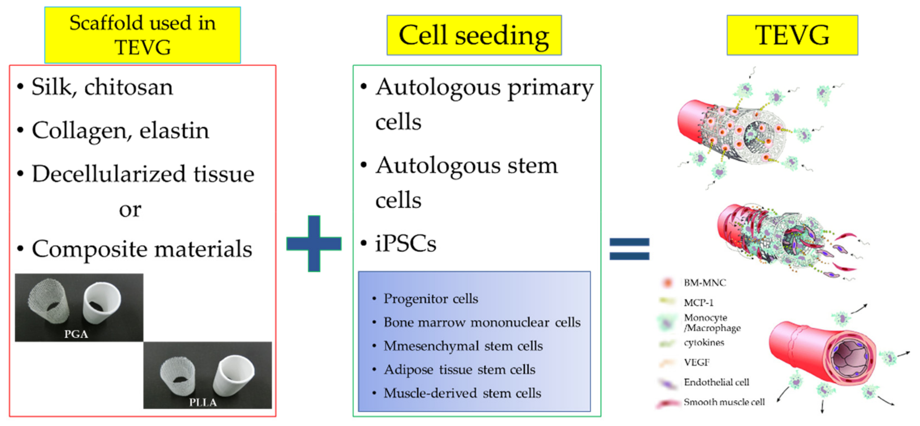 Clinical Application for Tissue Engineering Focused on Materials