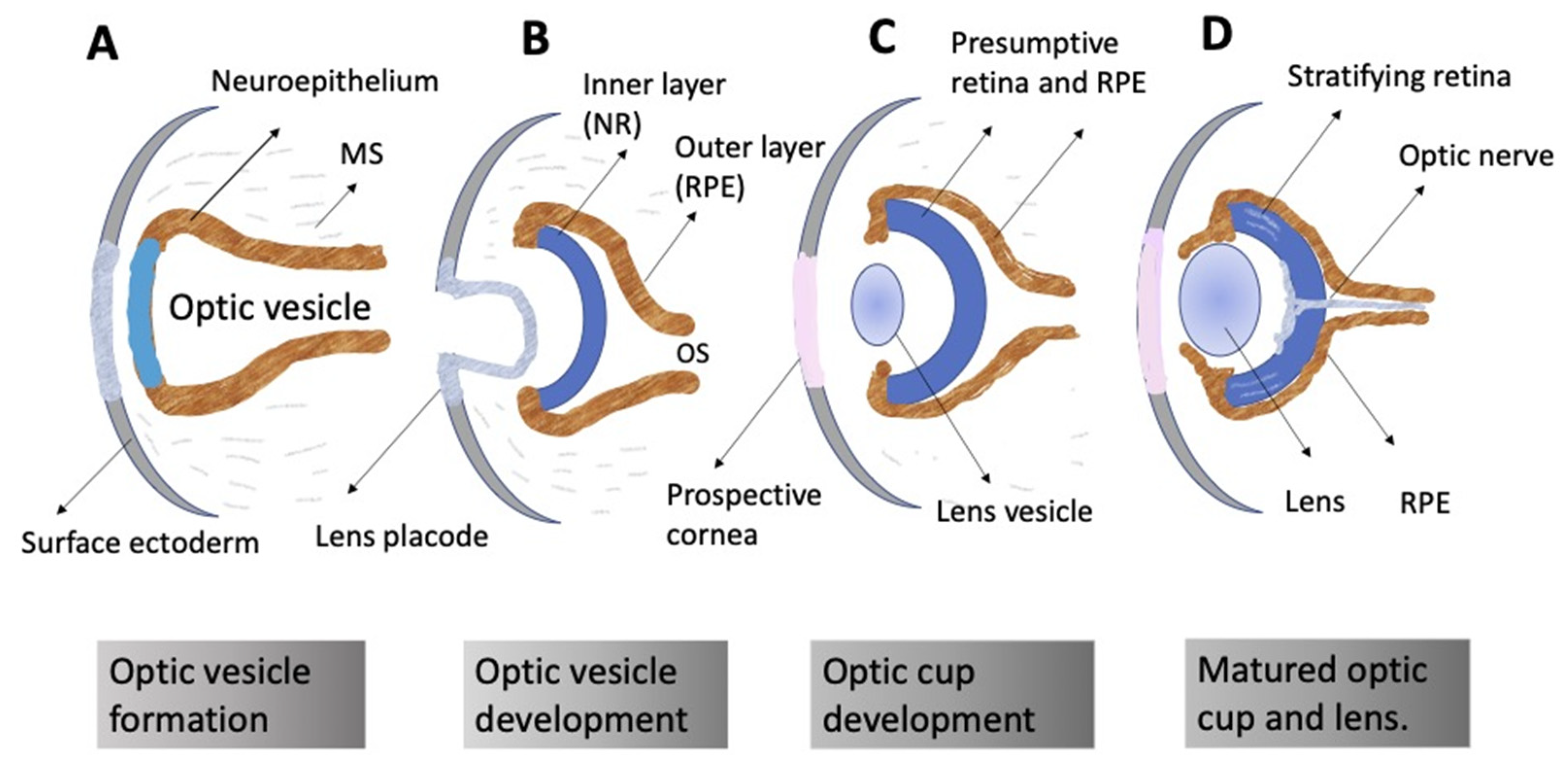 Biomedicines | Free Full-Text | Self-Organization of the Retina during ... Biomedicines | Free Full-Text | Self-Organization of the Retina during ...