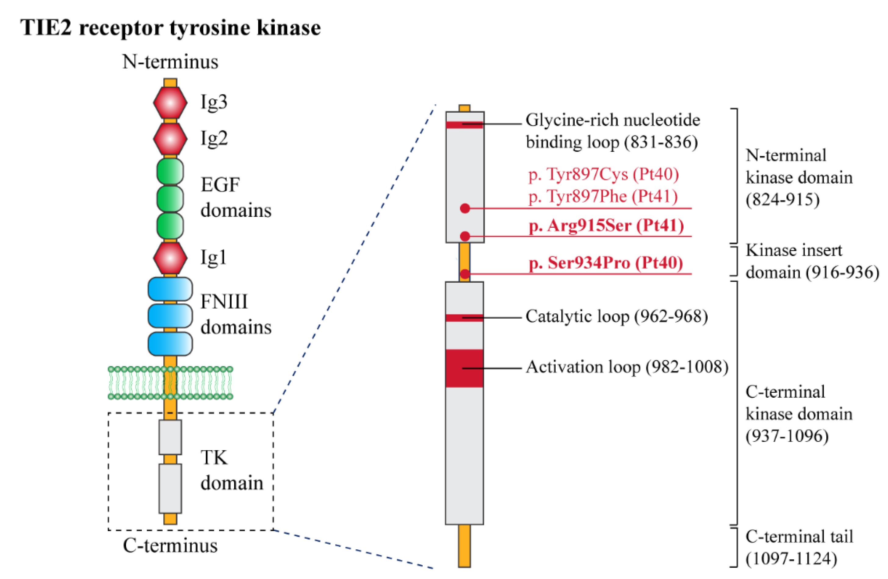 Clinical and Molecular Spectrum of Sporadic Vascular Malformations: A ...