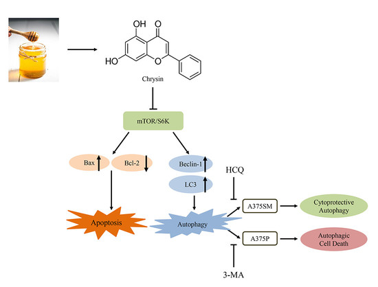 Biomedicines | Free Full-Text | Chrysin Induces Apoptosis and Autophagy in Human Melanoma Cells ...